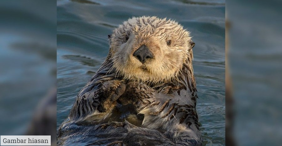 Si Comel Kegemaran Ramai, Ini Fakta Menarik Memerang - Lauk Tambah